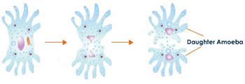 Difference between Mitosis and Amitosis